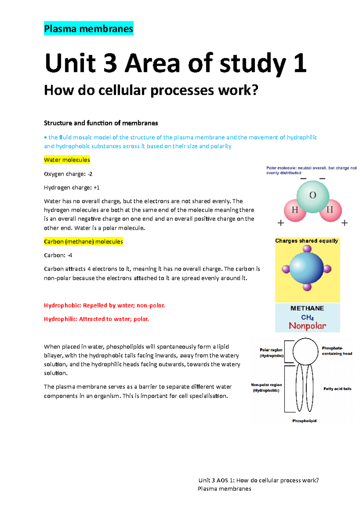 Biology U3 Notes - Can be used for sac revision/exam preparation and ...