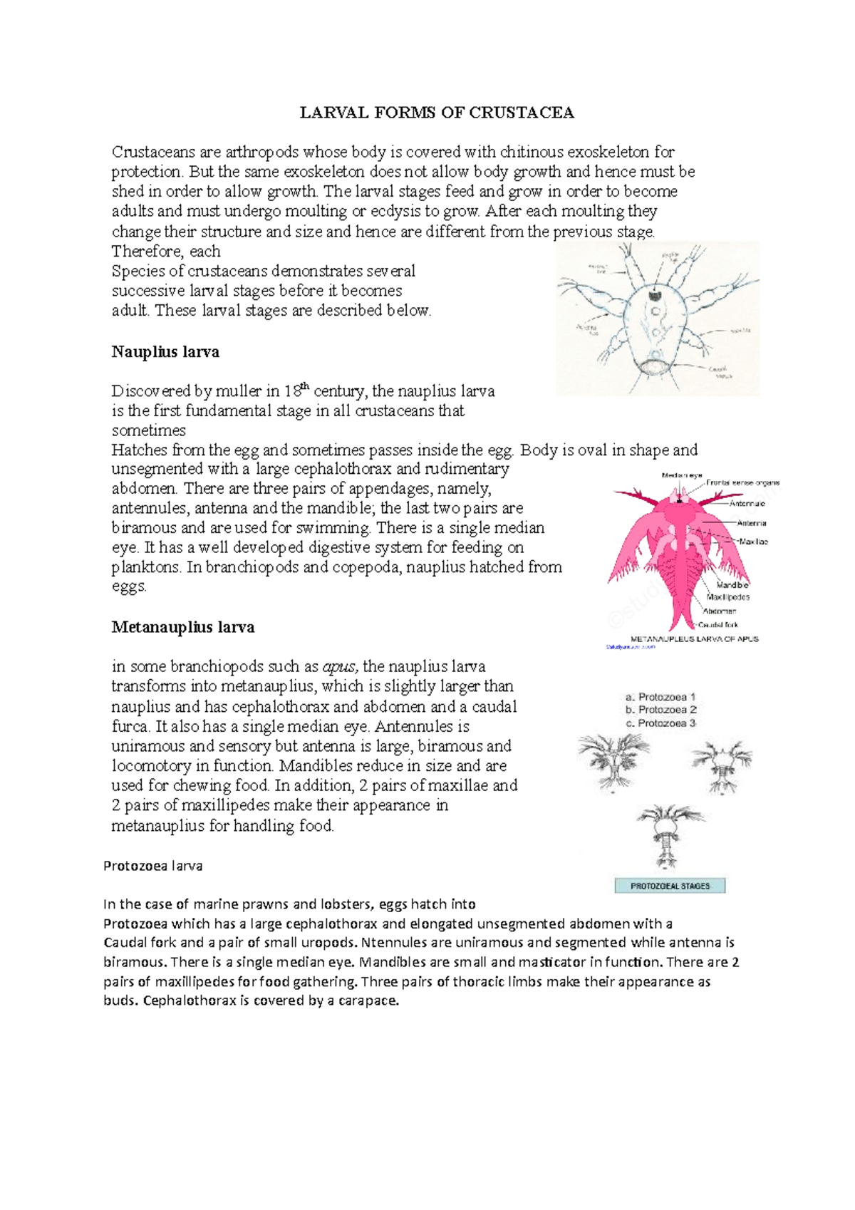 Larval forms of crustacea 2 - LARVAL FORMS OF CRUSTACEA Crustaceans are ...