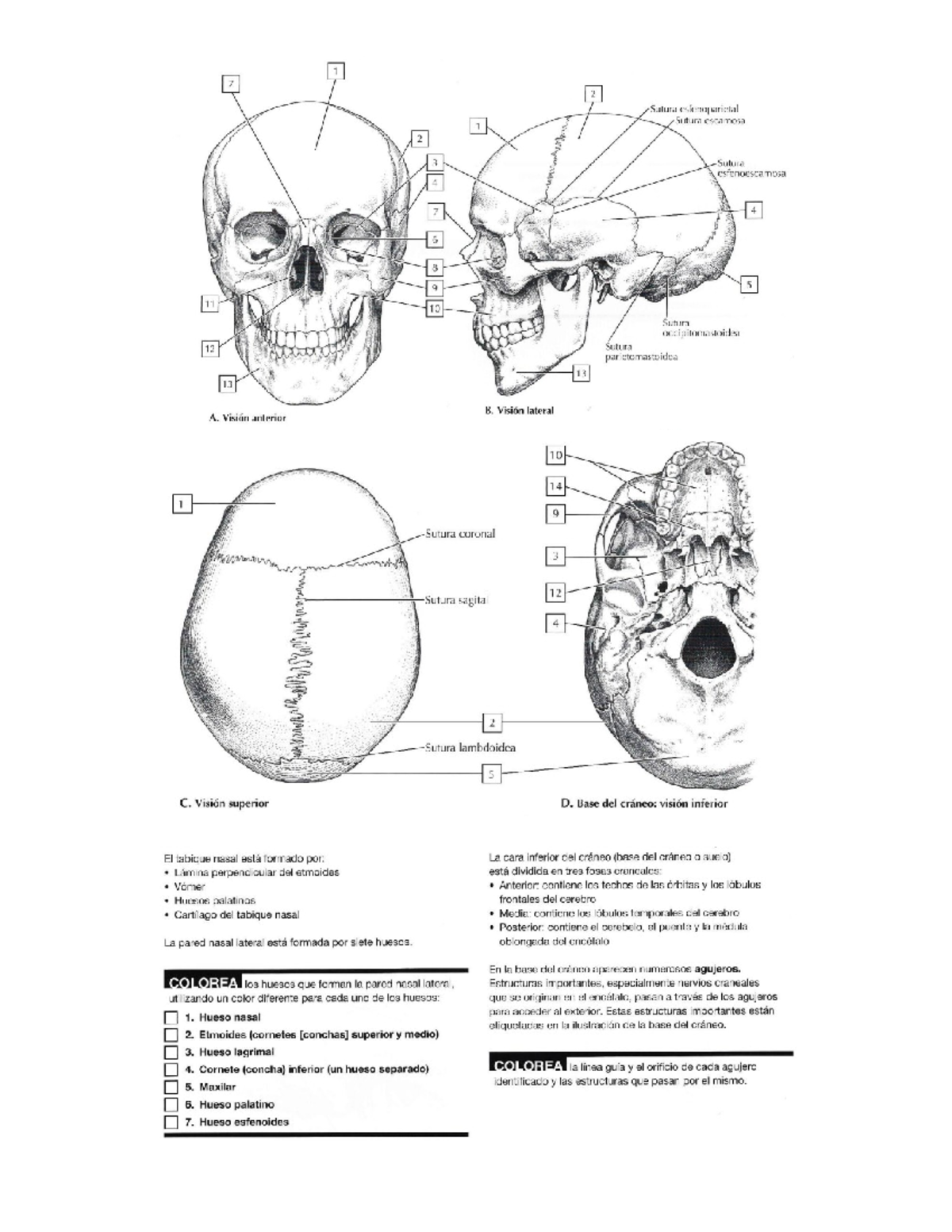 Reparos Anatomicos - Guia practica para Anatomia de cabeza y cuello - 1 ...