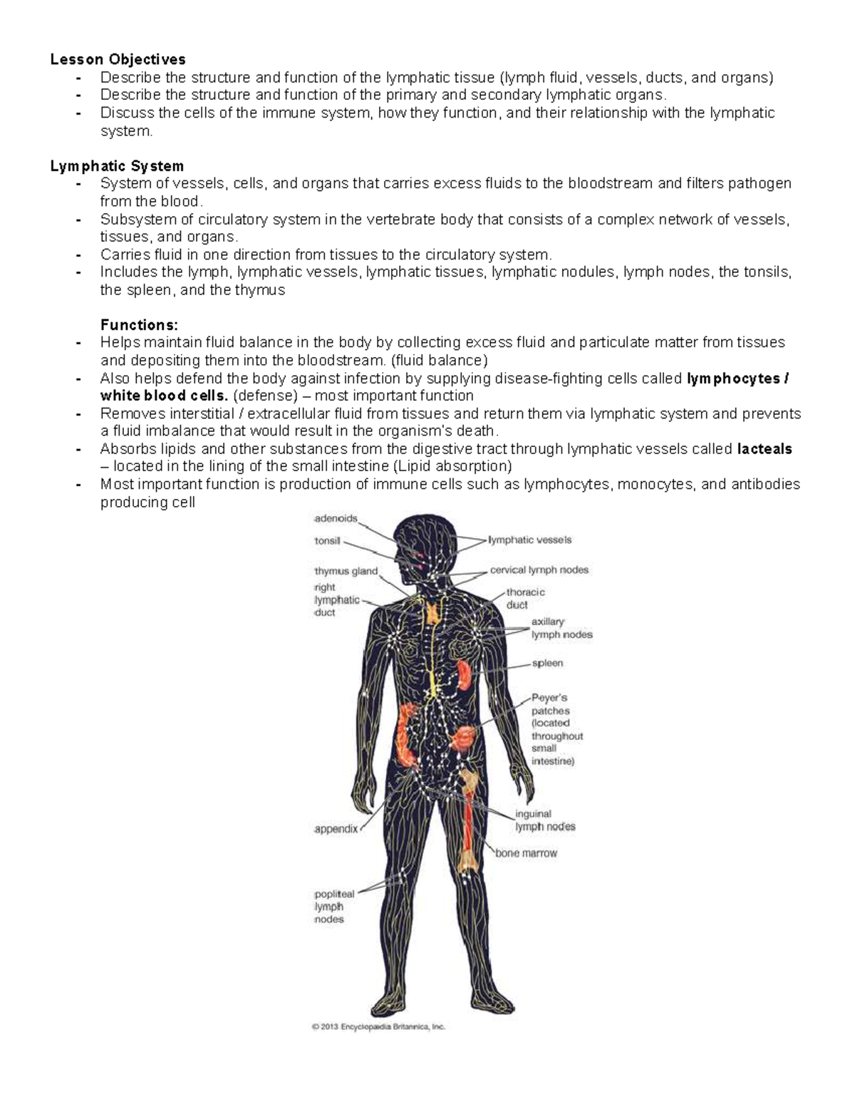 (10192020) Notes Lymphatic System - Lesson Objectives - Describe the ...