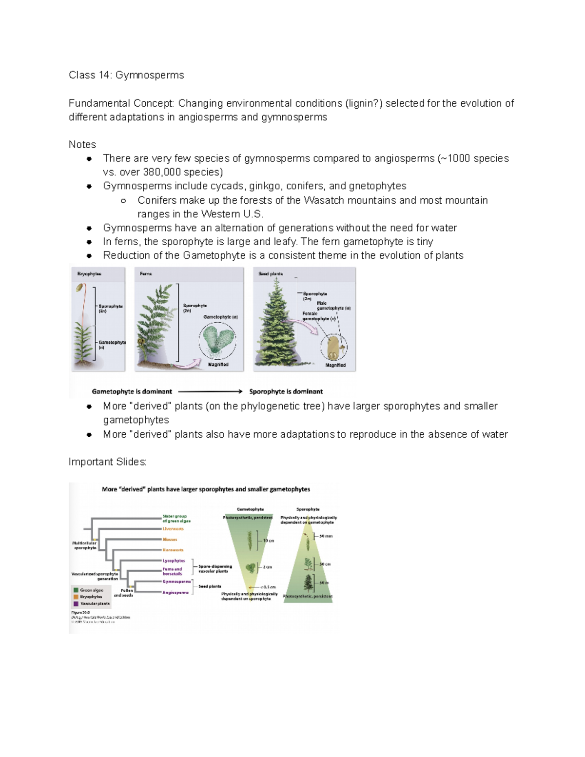 Class 14 and 15 Gymnosperms Angiosperms - Class 14: Gymnosperms ...