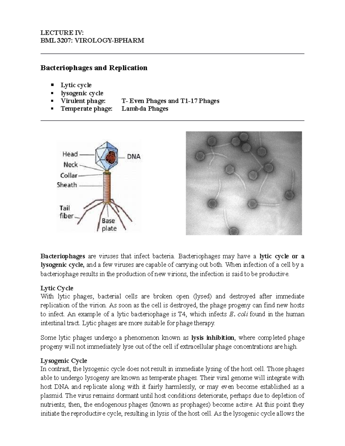 Bacteriophages, Lysogeny and Lytic Cycles - Copy - LECTURE IV: BML 3207 ...