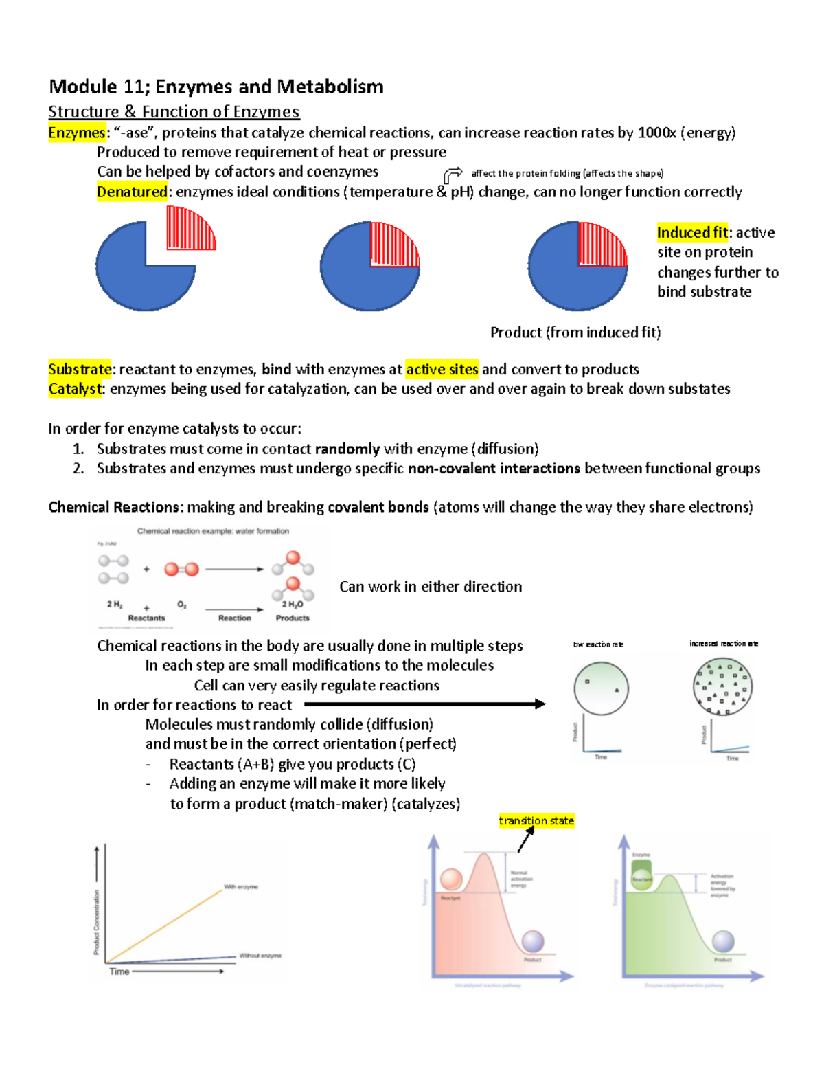 Module 11 Notes- Enzymes and Metabolism - Module 11; Enzymes and ...