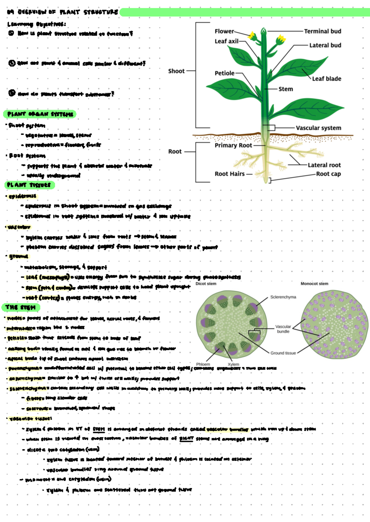 09 biol 3030 notes - 09 OVERVIEW OF PLANT STRUCTURE ####### Learning ...