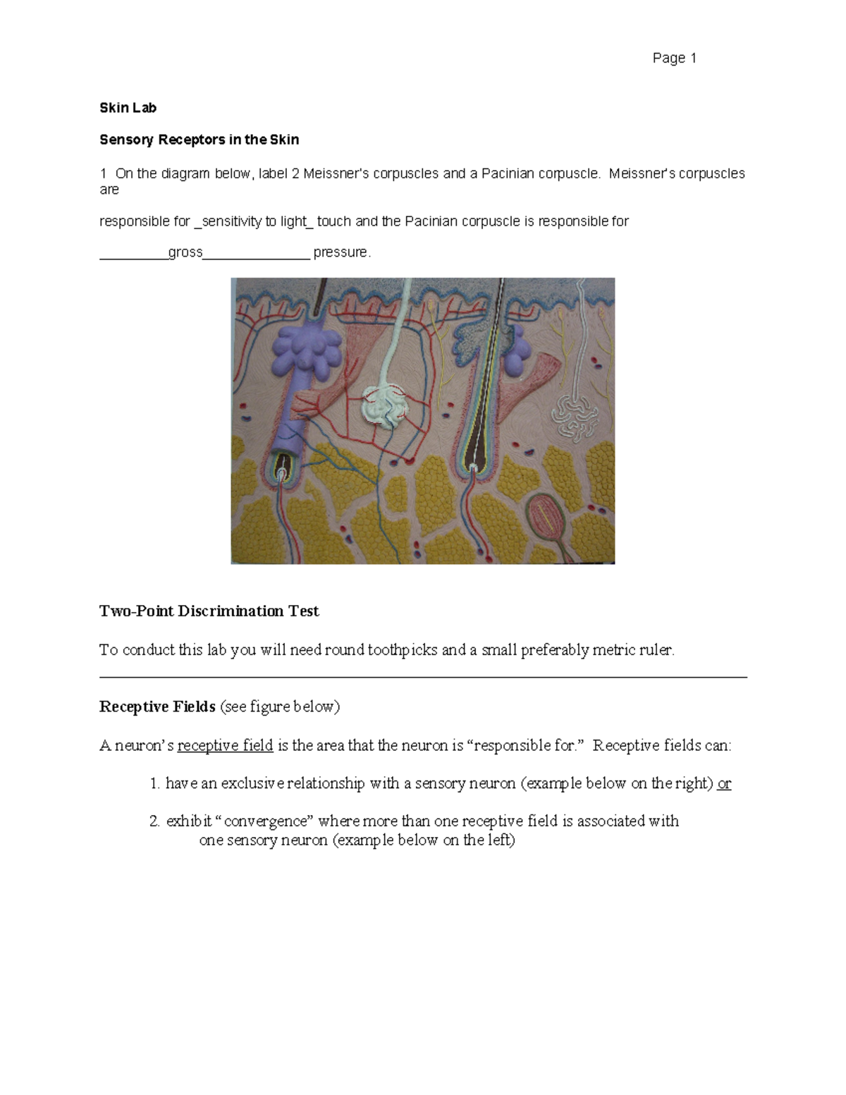 05 Skin Lab - rgeege - Skin Lab Sensory Receptors in the Skin 1 On the ...