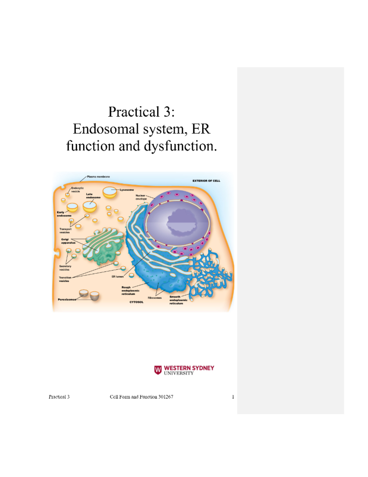 Practical 3 Endosomal system ER function and ER stress Final edit 2022 ...
