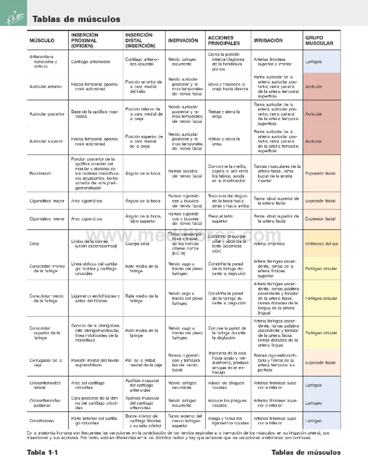 Músculos Netter - MÚSCULO INSERCIÓN PROXIMAL (ORIGEN) INSERCIÓN DISTAL ...