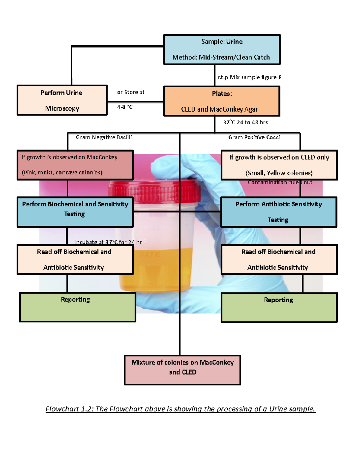 MRSA - MICRO BACTURIUM - r.t Mix sample figure 8 or Store at 4-8 oC 37 ...