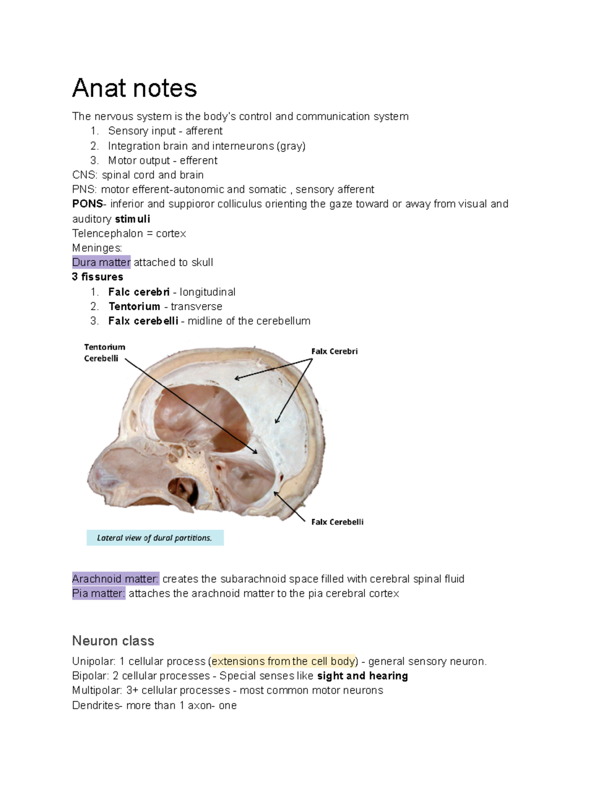 Anat notes block theory 2 notes - Anat notes The nervous system is the ...