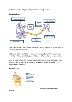 Shoulder exercise examples - Shoulder Exercises Mobility Ensure ...