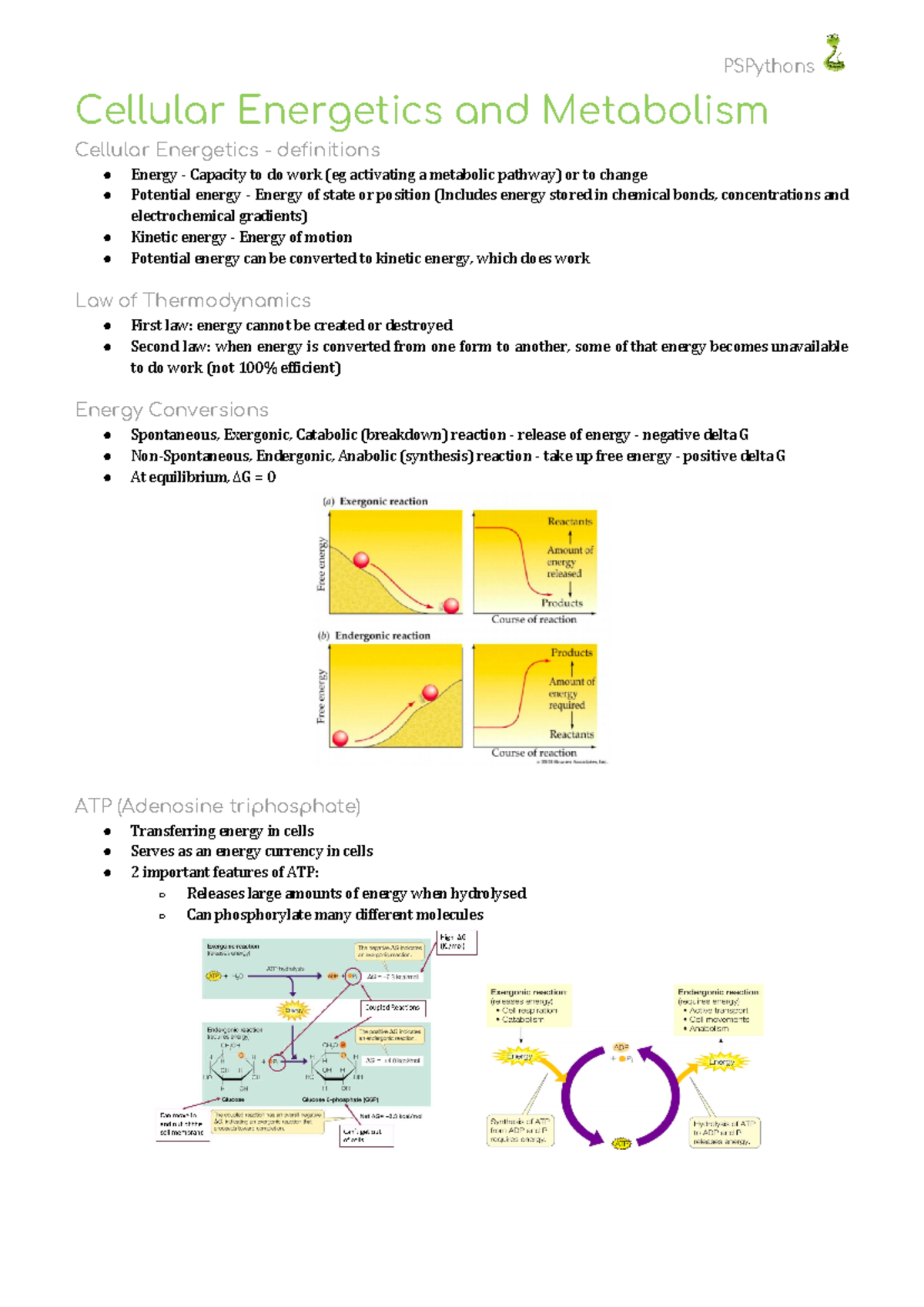 Cellular Energetics and Metabolism Notes - Cellular Energetics and ...