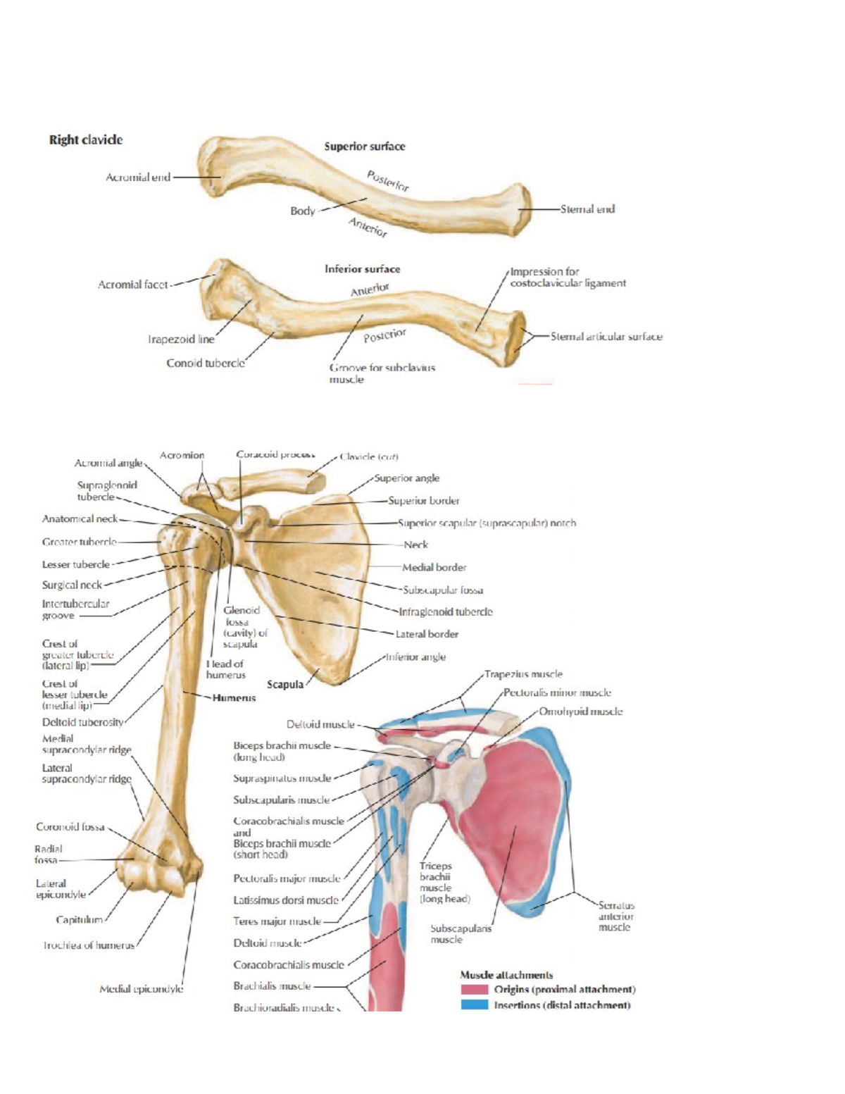Lab 1 bones - pictures from the atlas for the first few labs - EXCI 253 ...