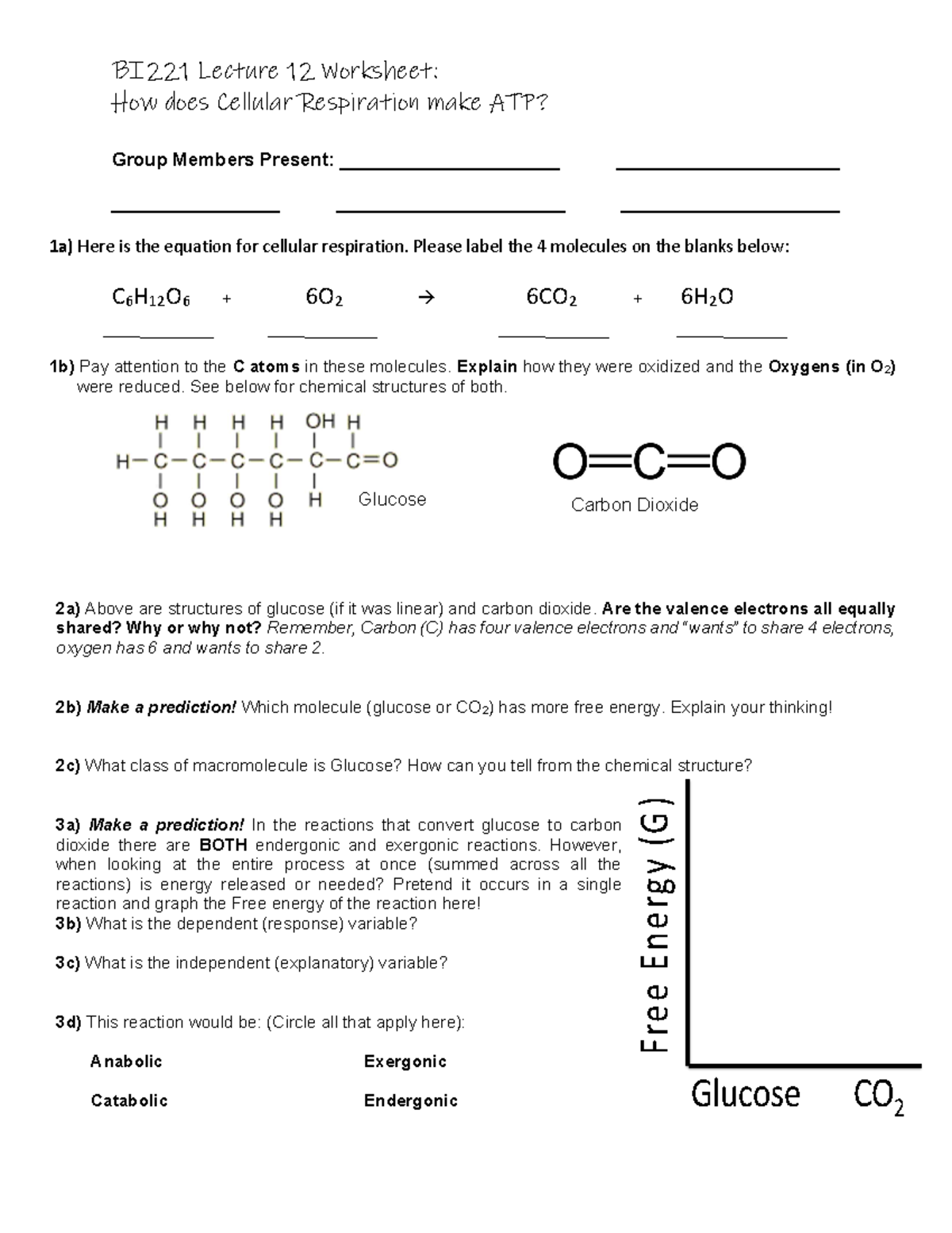Bi221 Lecture 12 Worksheet Respiration - BI221 Lecture 12 Worksheet ...