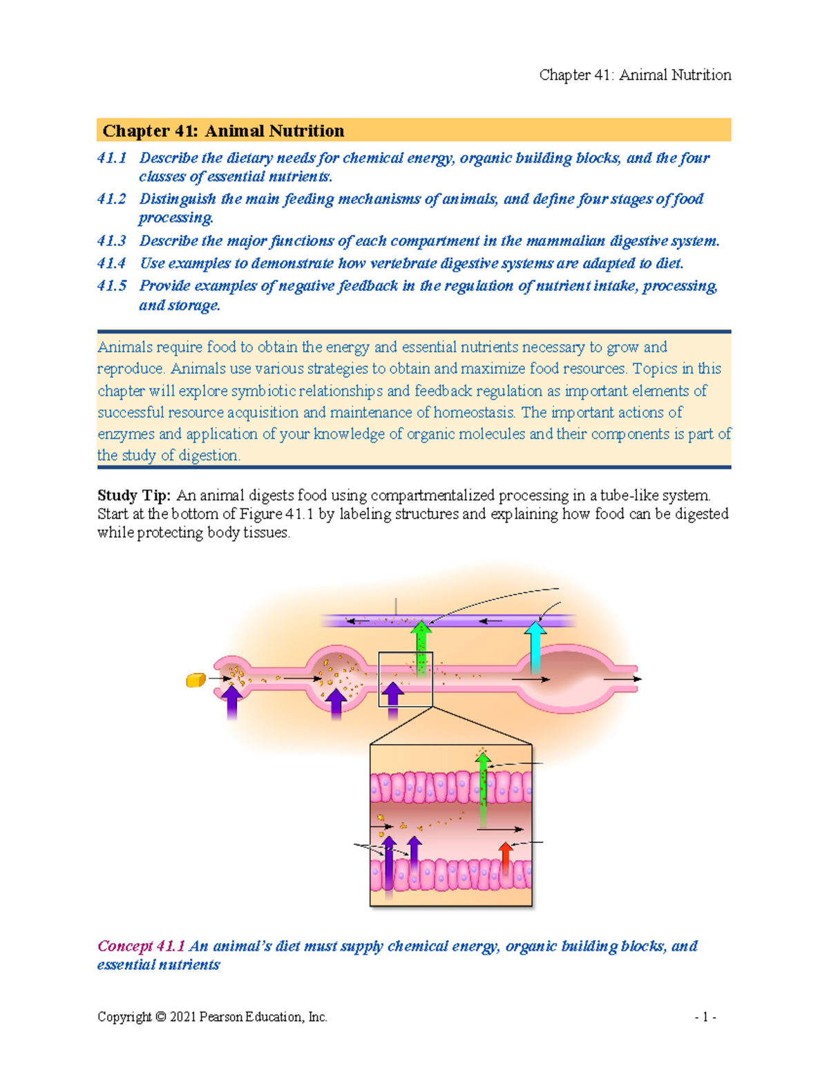 Bio12 ARG 41 - lect notes for gibbons - Chapter 41: Animal Nutrition 41 ...