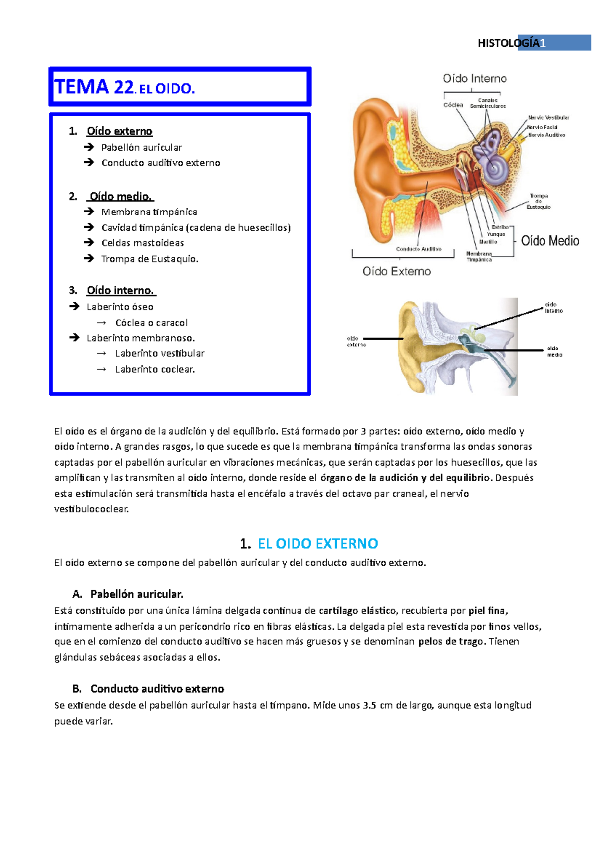 Histologia DEL OIDO - Espero les sirva de ayuda - TEMA 22. EL OIDO. 1 ...