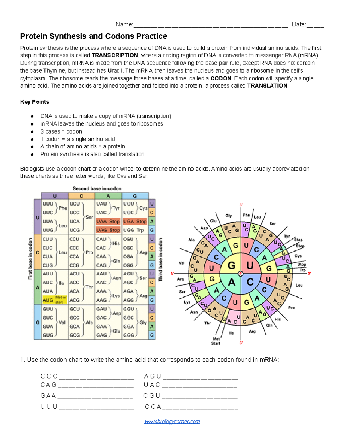 Protein Synthesis and Codons Practice - BIOL-2420 - TCCD - Studocu
