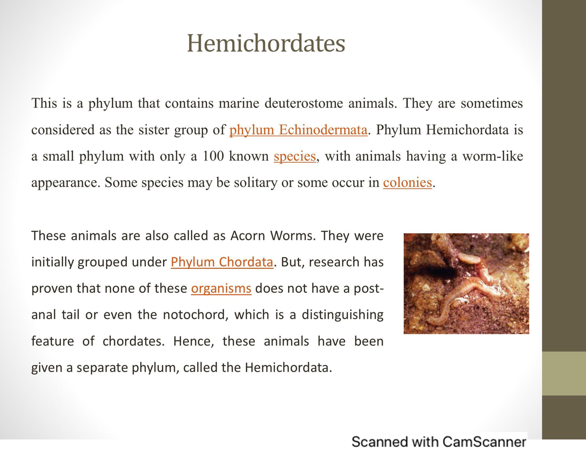 Hemichordates - Entomology - Studocu