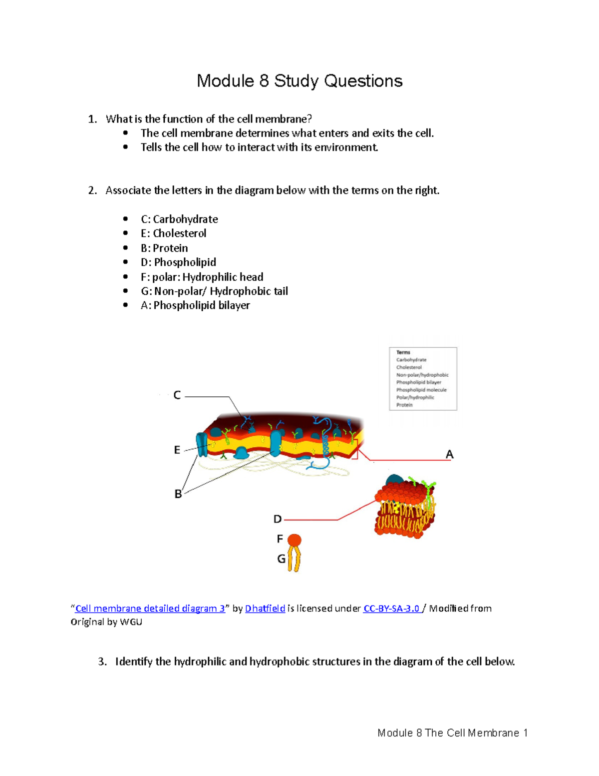C190.v3 module 8 study questions - Module 8 Study Questions 1. What is ...