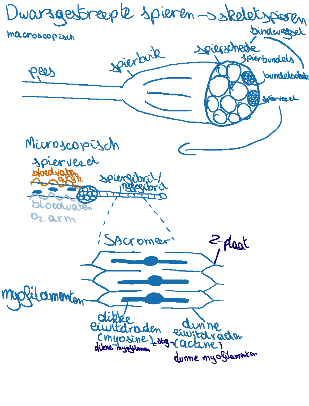 Soorten Spieren - Biologie - Dwarsgestreepte spieren skeletspieren ...
