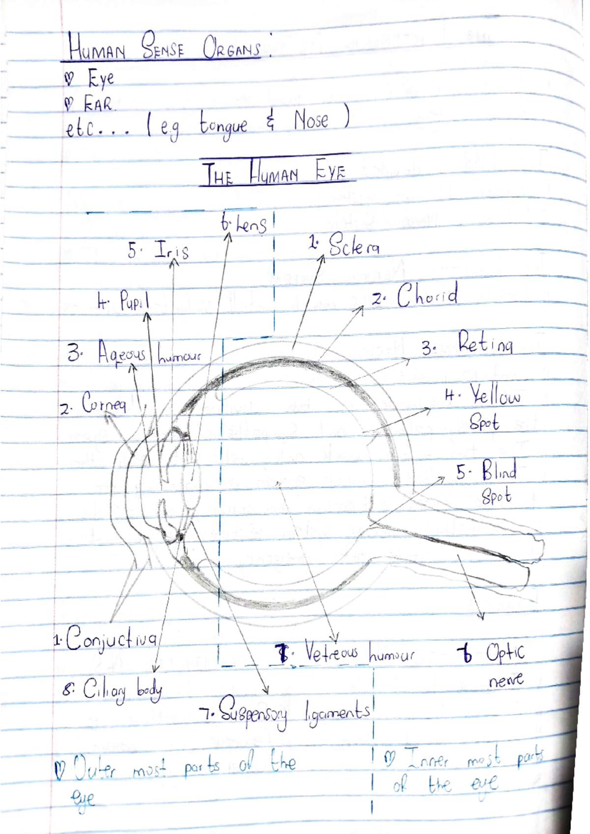 Human eye - STUDY NOTES - HUMAN SENSE ORGANS V Eye V EAR etc leg tongue ...