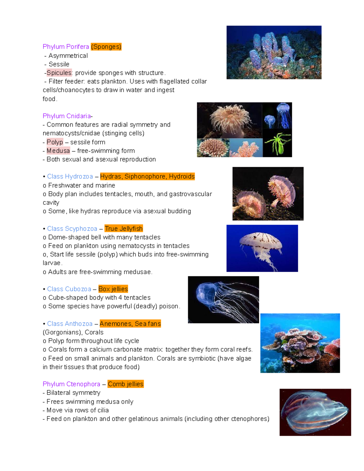 Final biodiversity Lab practical study guide - Phylum Porifera (Sponges ...