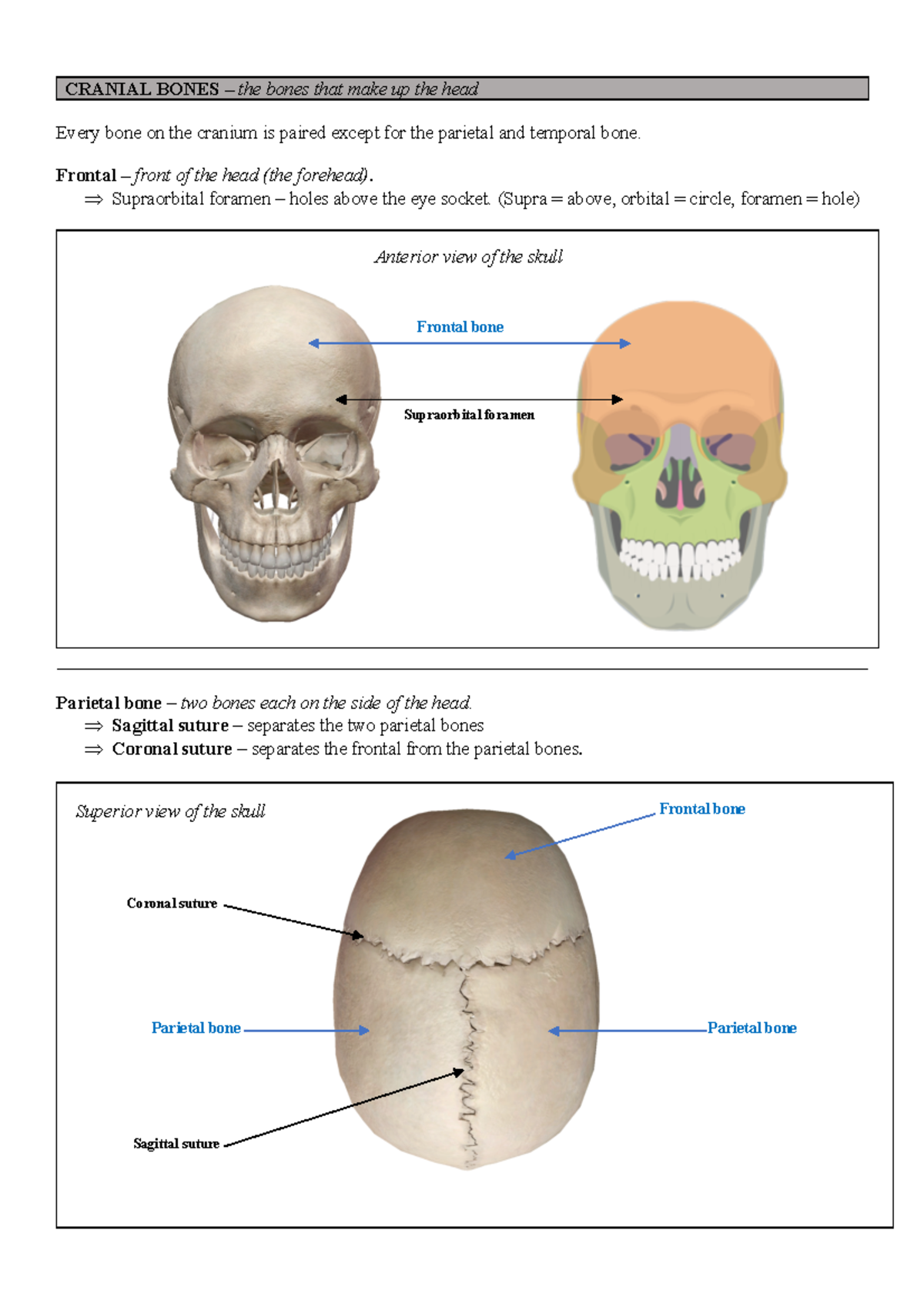 Bones - Yes - CRANIAL BONES 3 the bones that make up the head Every ...