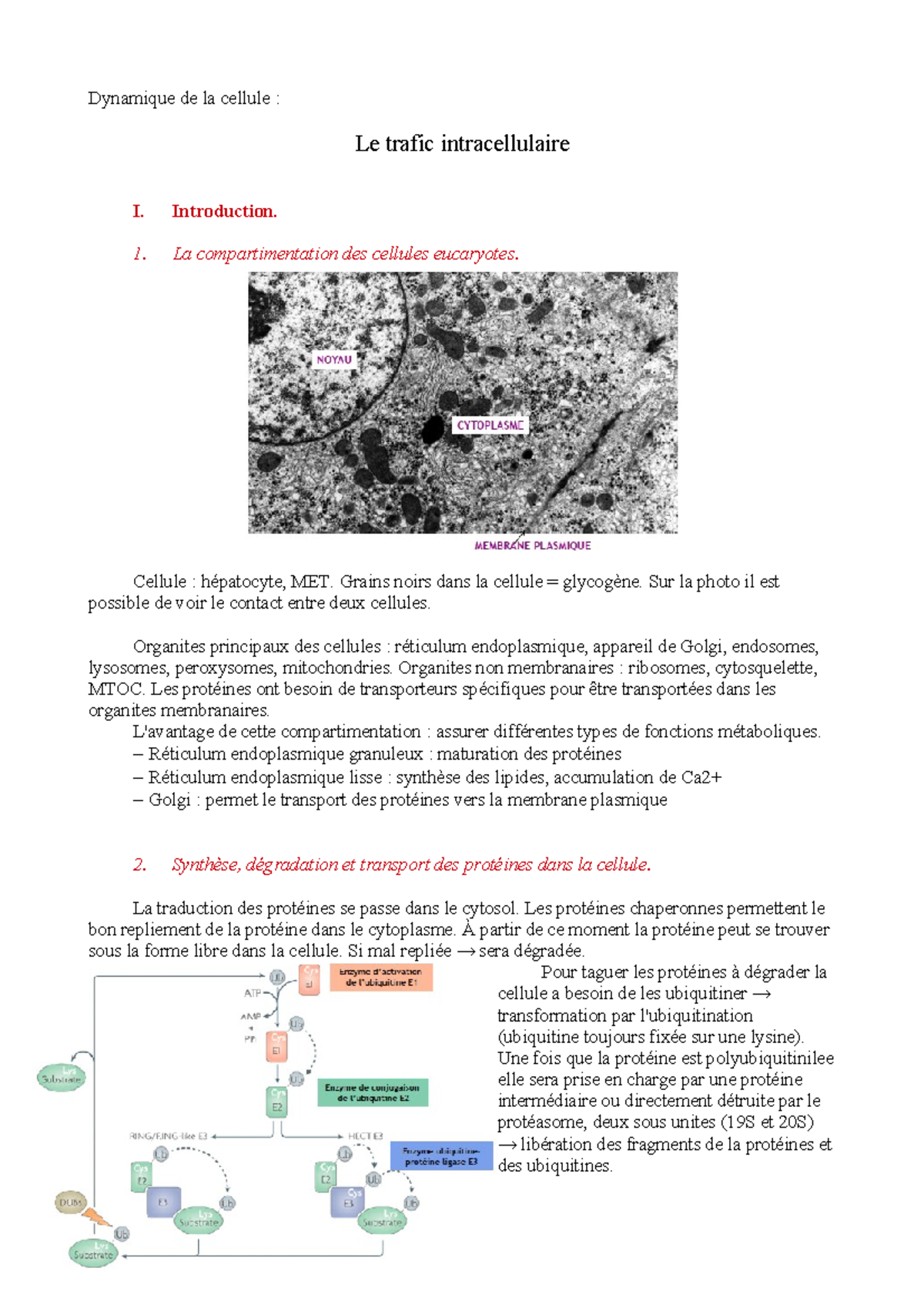 Transport intracellulaire - Dynamique de la cellule : Le trafic ...