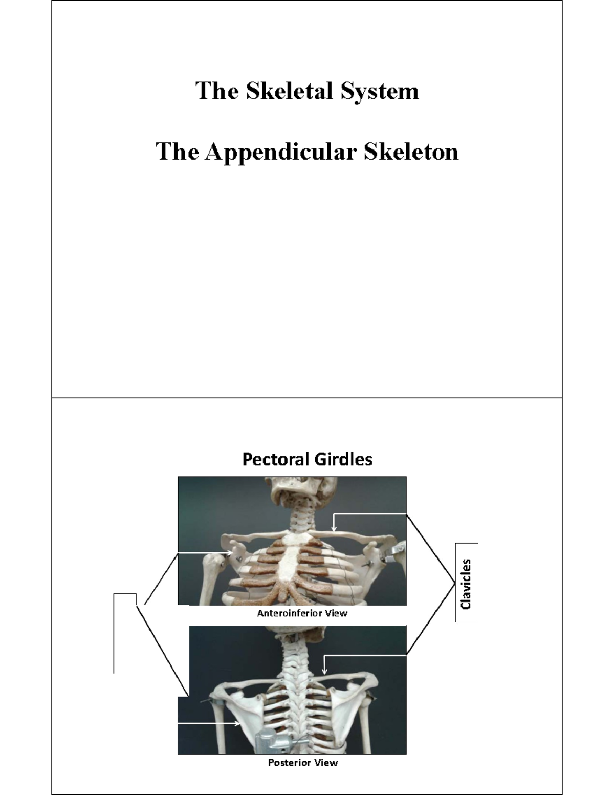 Skeleton Slides - The Skeletal System The Appendicular Skeleton ...