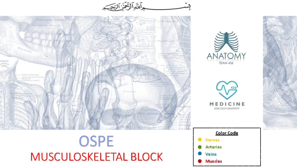Anatomy OSPE - OSPE MUSCULOSKELETAL BLOCK Color Code Nerves Arteries ...