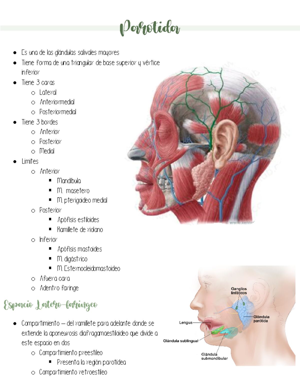Parotida - Parotida Es una de las gl·ndulas salivales mayores Tiene ...