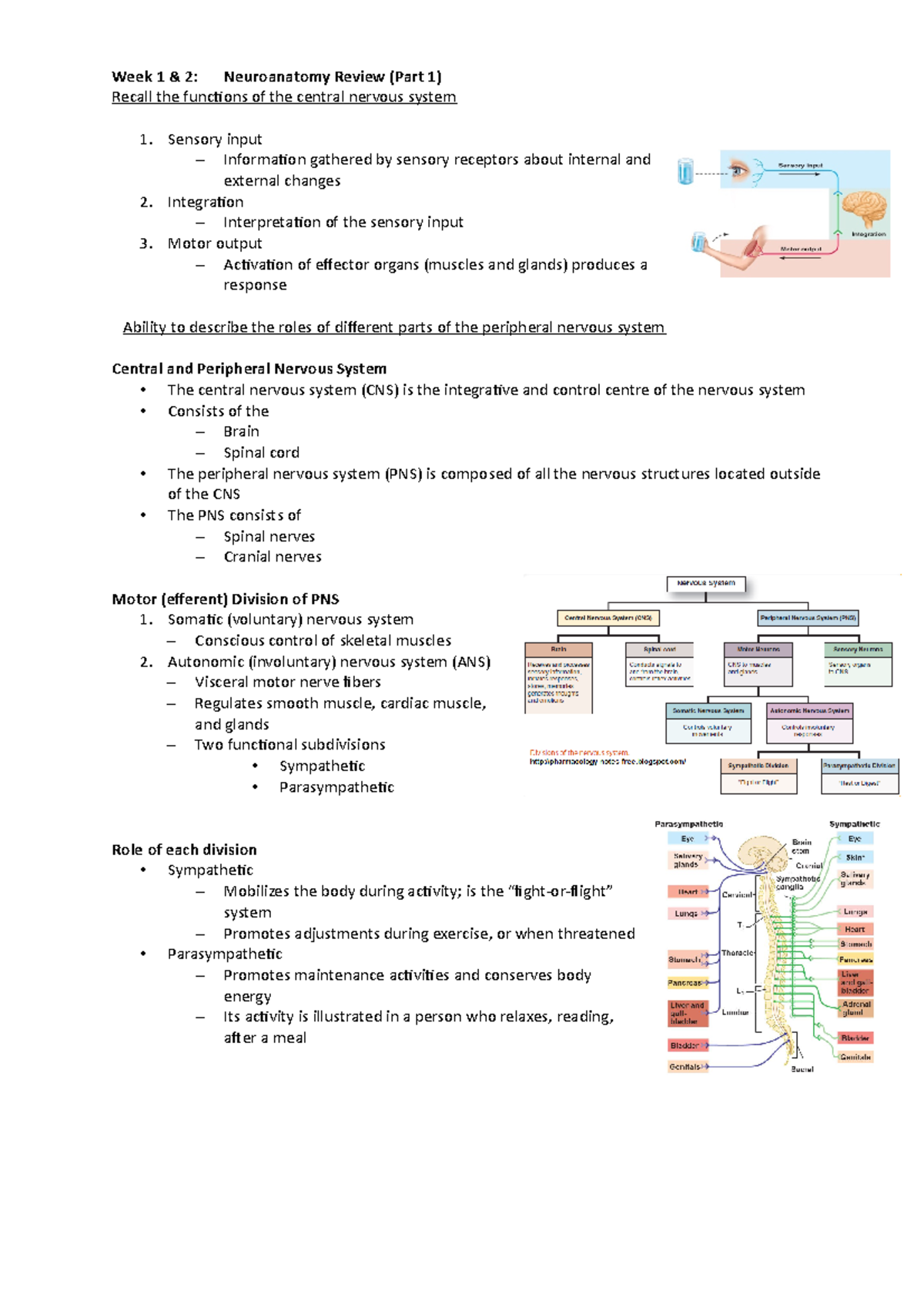 Nervous-System anatomy and physiology study guide for test - Week 1 & 2 ...