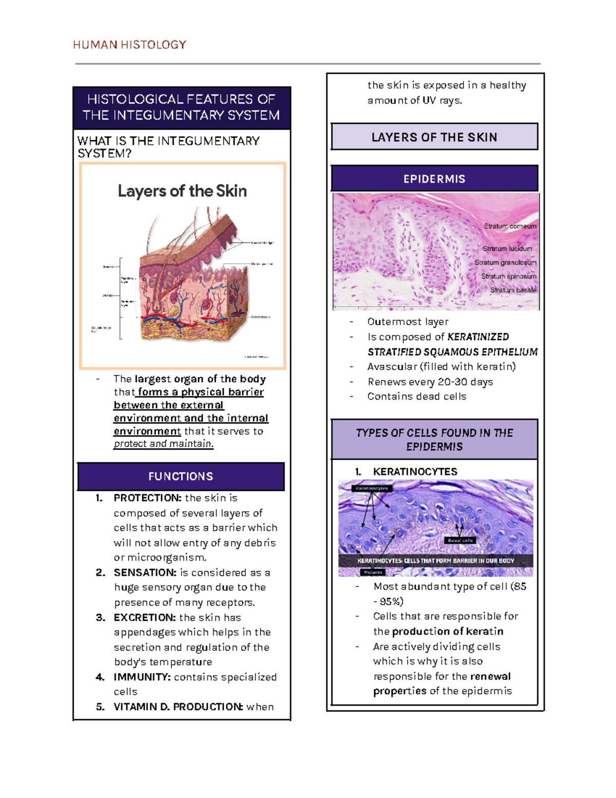 Integumentary System - HISTOLOGICAL FEATURES OF THE INTEGUMENTARY ...