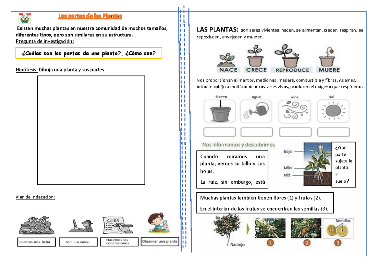 Ficha Partes de las plantas - Existen muchas plantas en nuestra ...