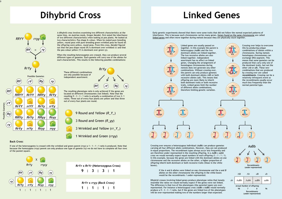 Dihybrid Linked proteins