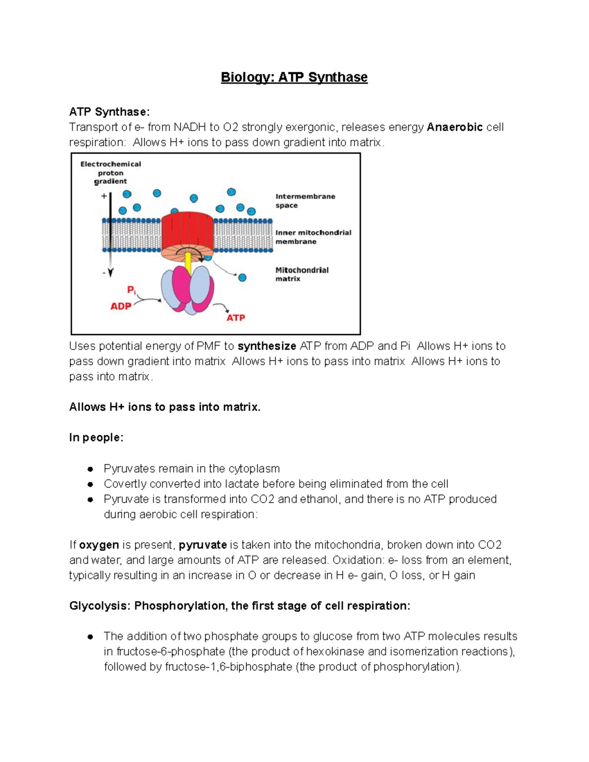 Biology ATP Synthase - Biology: ATP Synthase ATP Synthase: Transport of ...