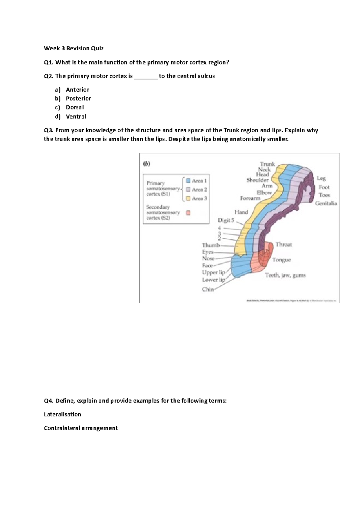 Week 3 Neuroanatomy II Revision Quiz - Week 3 Revision Quiz Q1. What is ...