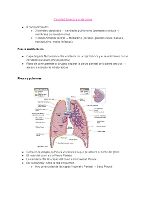 Embriología sistema gastrointestinal tubo intestinal e intestino ...