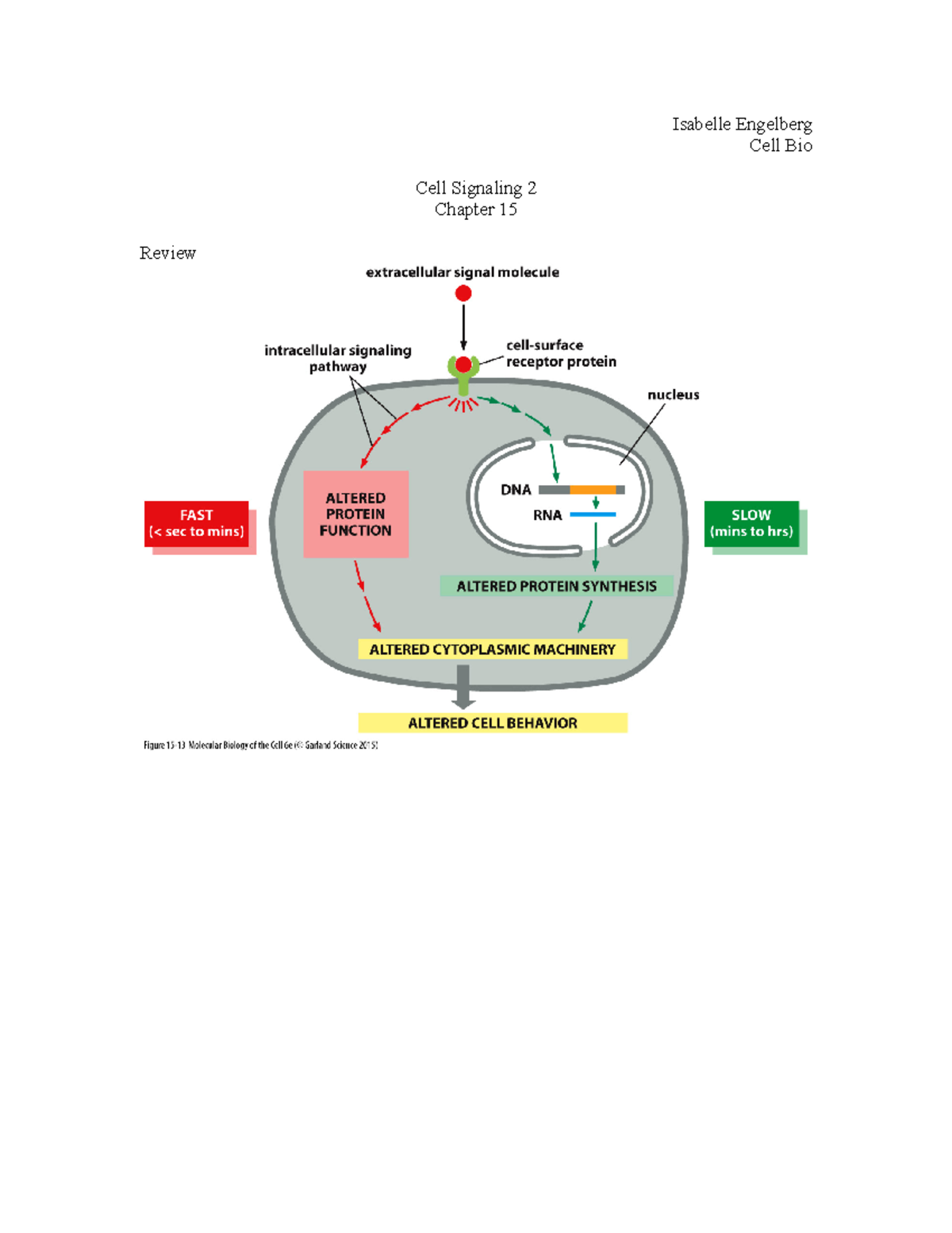 Cell Signaling 2 - Lecture notes 22 - AS.020.306. - JHU - Studocu