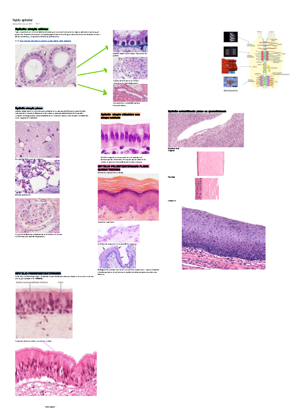 Tejido epitelial - Epitelio simple cúbico Tapiza superficies de ...