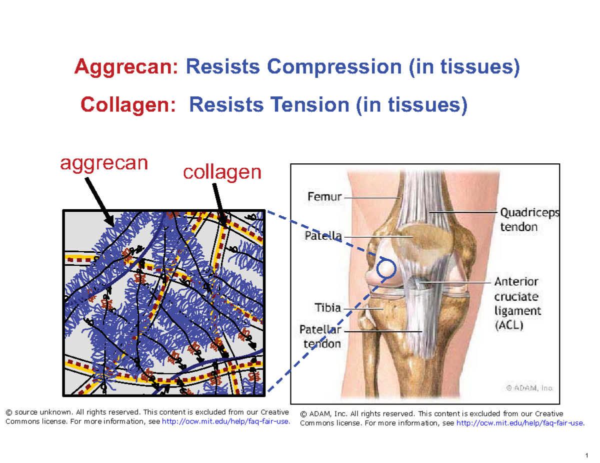 Biology notes (18) - Aggrecan: Resists Compression (in tissues ...