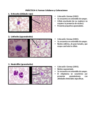 Ciclo Celular - TIPOS DE CÉLULAS Lábiles: Constantemente se renuevan ...