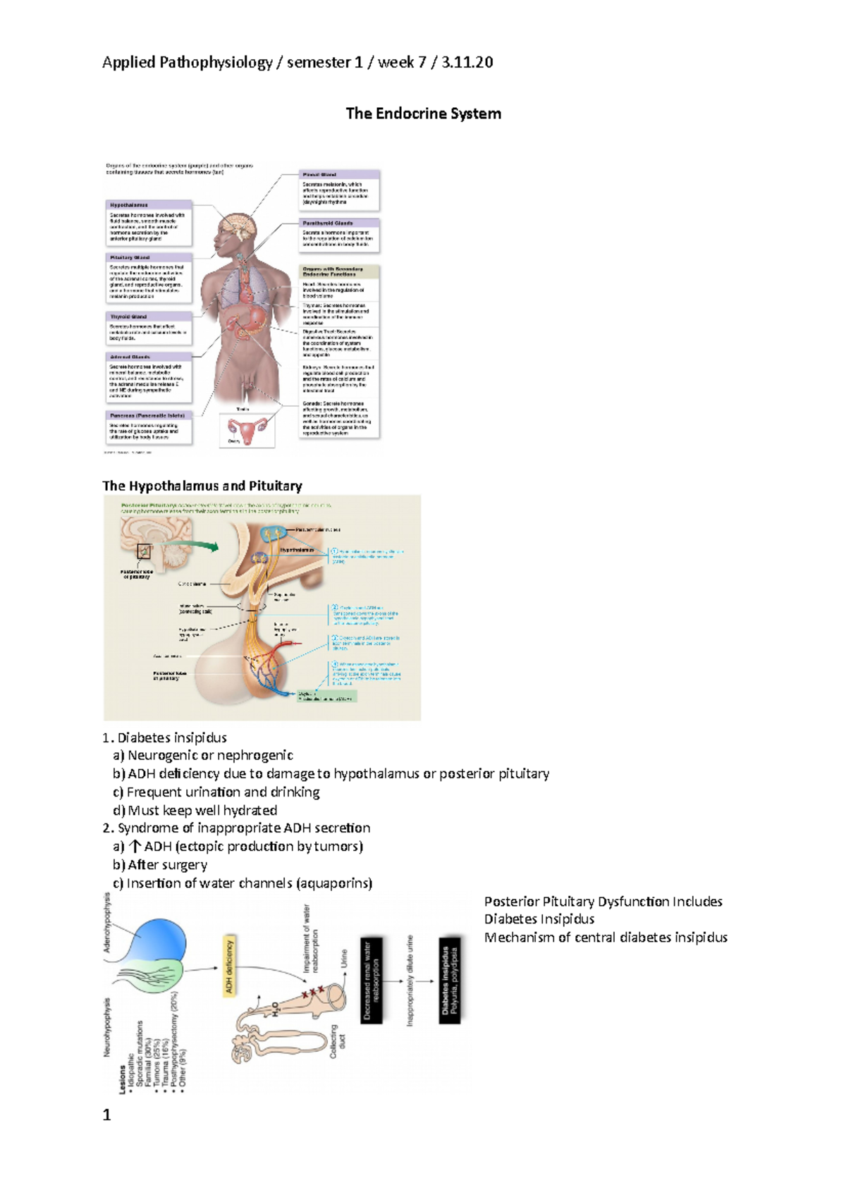 Applied Pathophysiology Lecture week 7 - The Endocrine System The ...