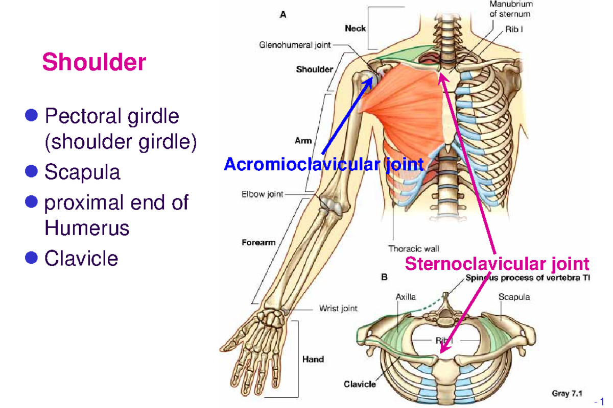 Bone Limb Upper simple notes - Shoulder Pectoral girdle (shoulder ...