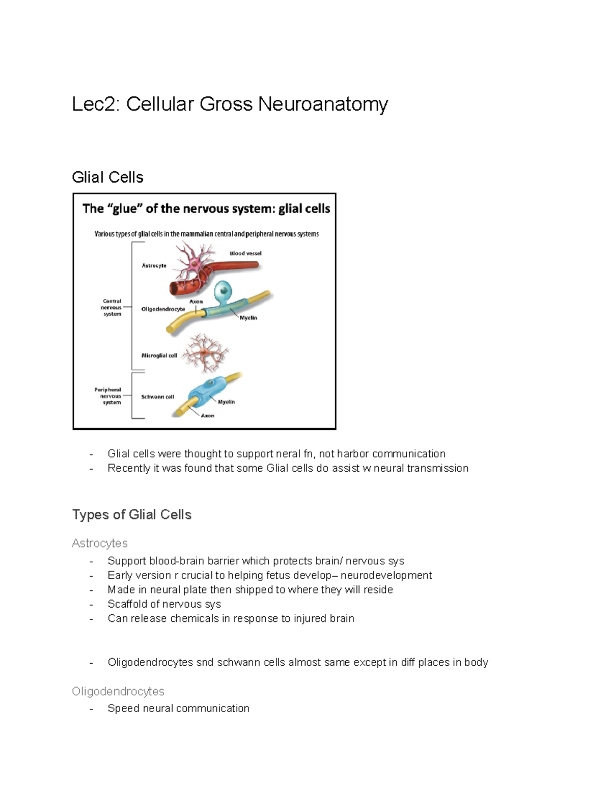 PSYB55 L2-Cellular Gross Neuroanatomy - Lec2: Cellular Gross ...