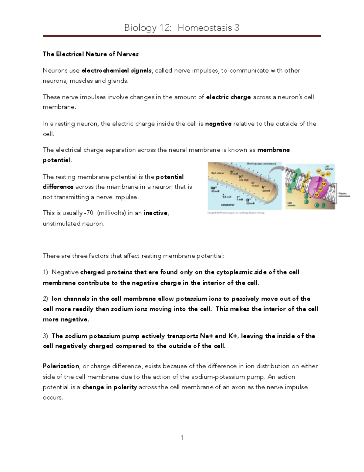 2019 Homeostasis L3 - notes - The Electrical Nature of Nerves Neurons ...