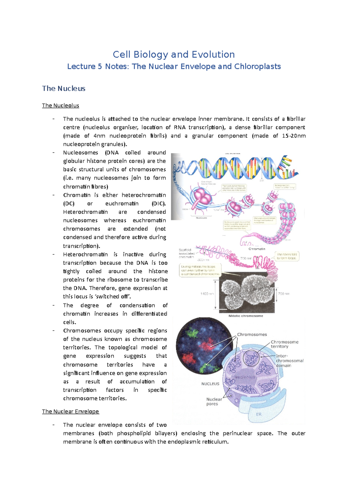 Lecture 5 Notes (The Nuclear Envelope and Chloroplasts) - Cell Biology ...