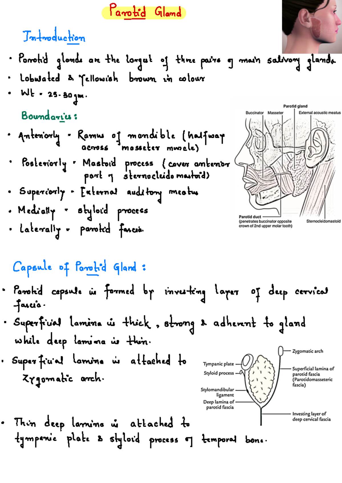 Parotid Gland - Notes - Parotid Gland - Introduction ° Parotid ...