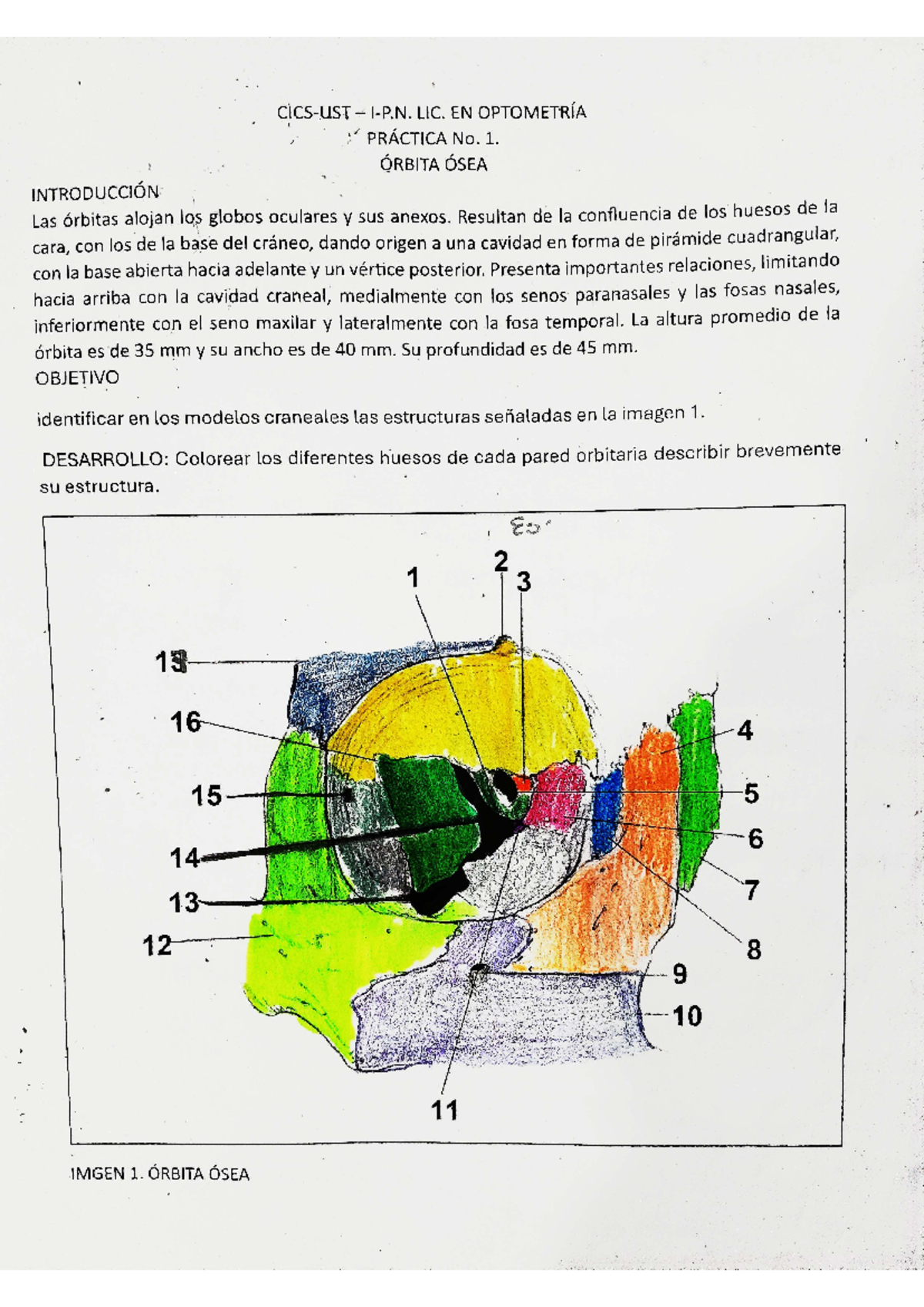 Orbita - Anatomia General - Studocu