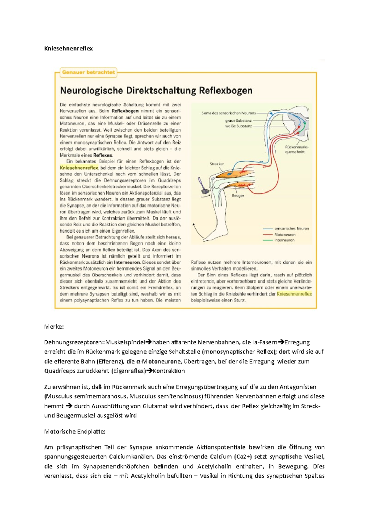 Kurs E Ergänzung - Kurs E - Kniesehnenreflex Merke: Dehnungsrezeptoren ...