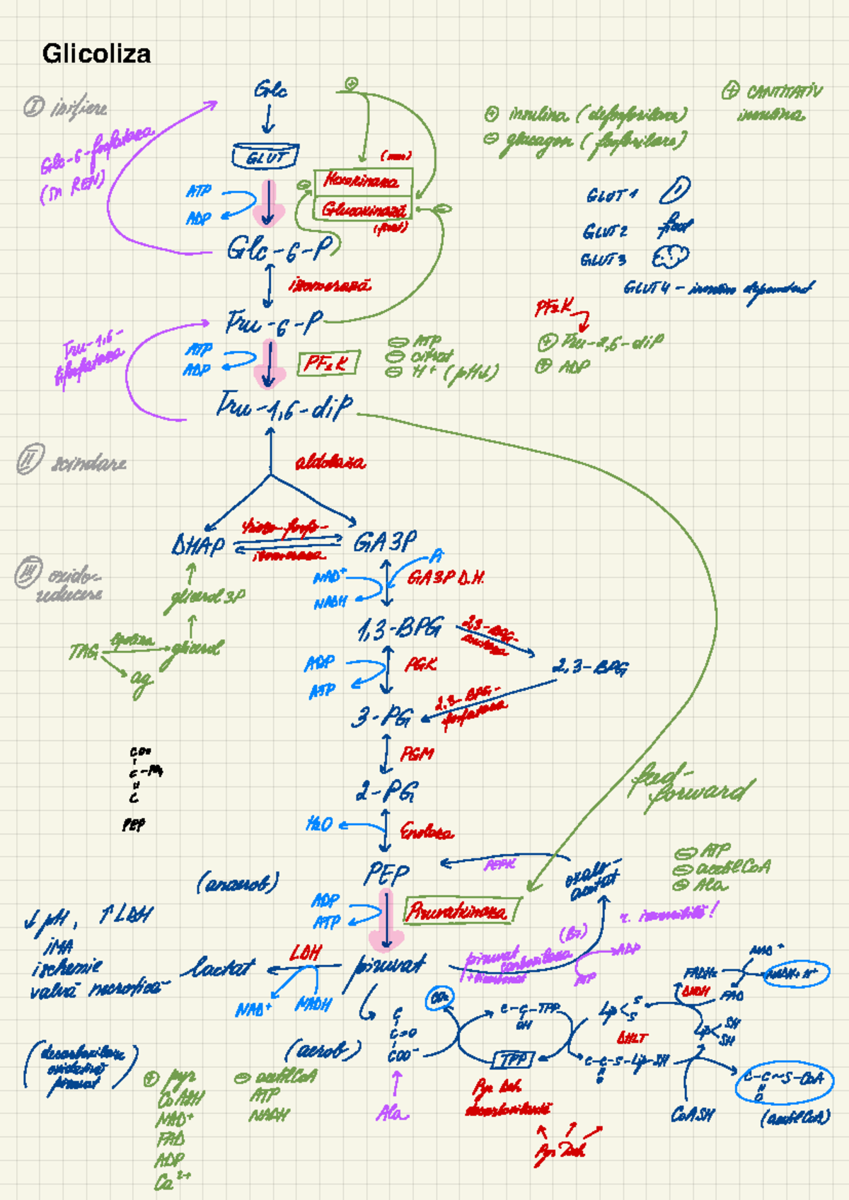Metabolism Glucidic - Glicoliza ⑦ initiere ⑦ insulina(defosforitare ...